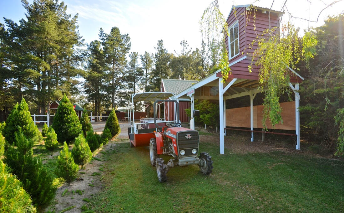 Somerville and Peninsula Christmas Tree Farm